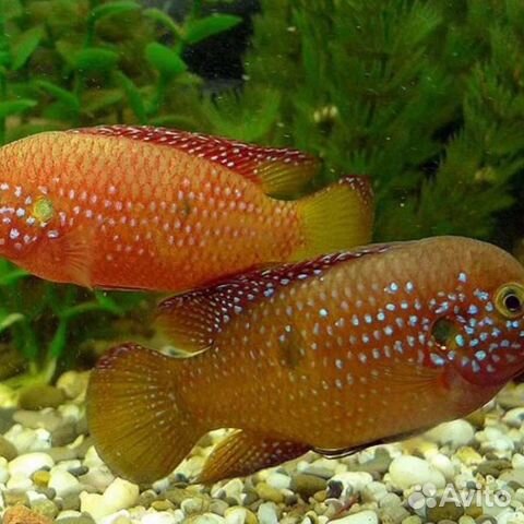 Продам рыбок