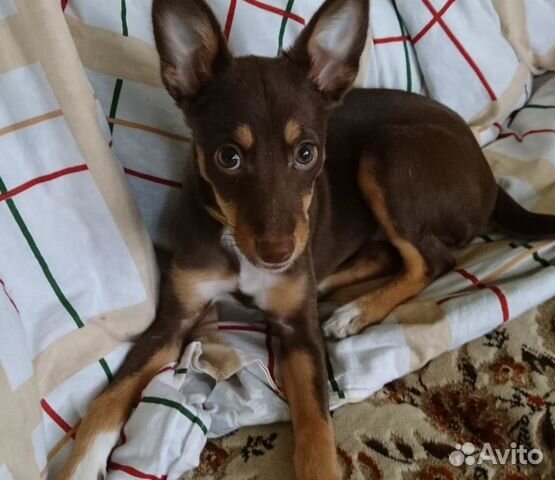 Той-терьер русский 6мес девочка