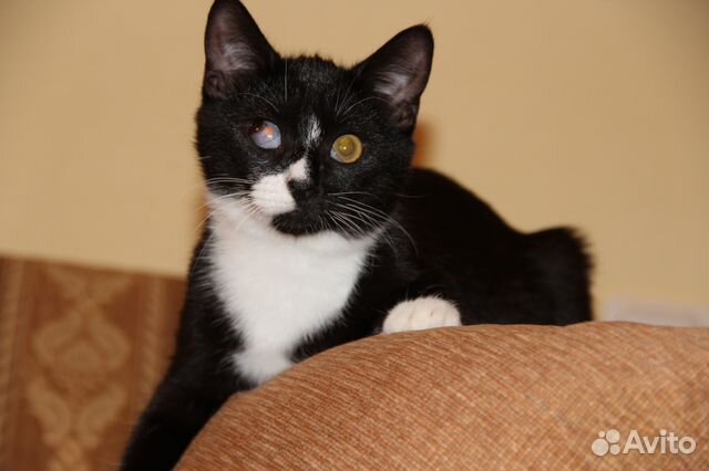 Малышка Капелька ищет дом