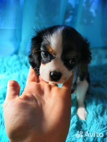 Продаётся девочка Кавалер Кинг Чарльз спаниель