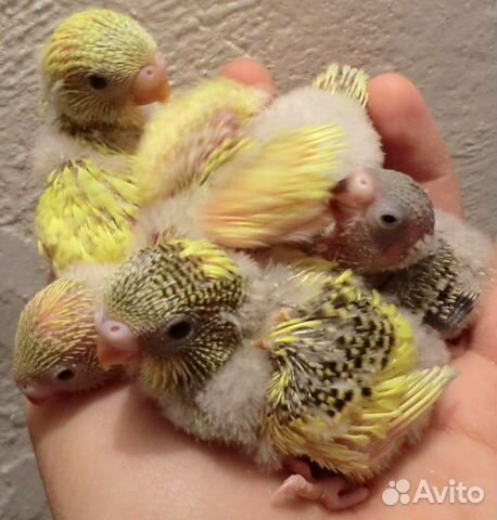 Волнистые попугаи