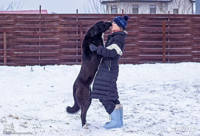 Сука Сао в добрые руки