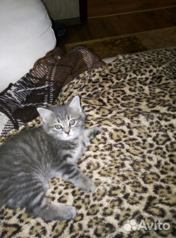 Британская девочка