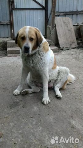 Щенки(папа-алабай, мама-алабай+московская сторожев