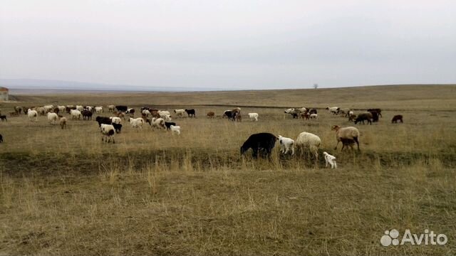 Овцы с ягнятами