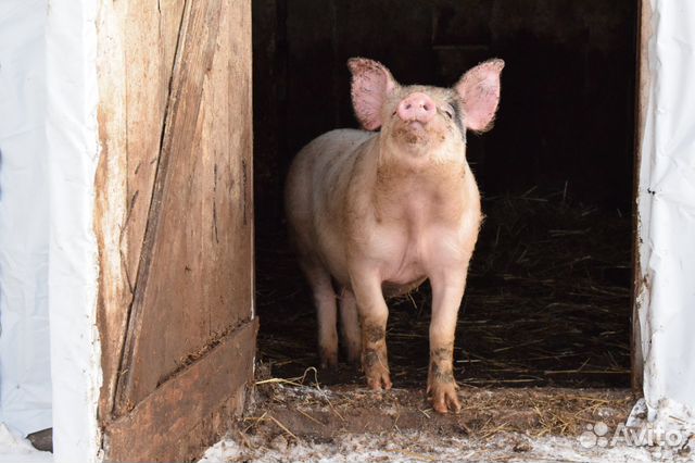 Хряк и свинки