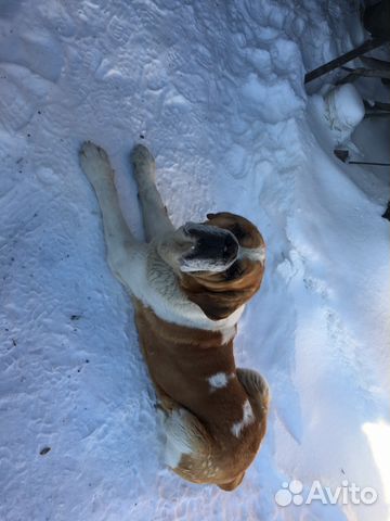 Сенбернар для вязки