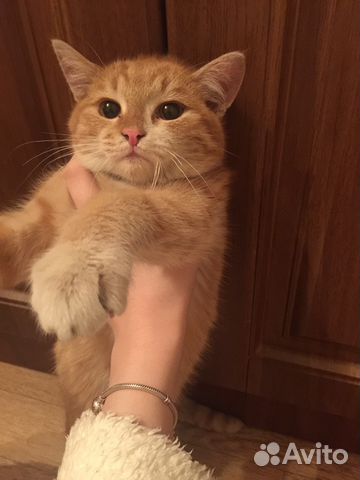 Отдам котика в добрые руки