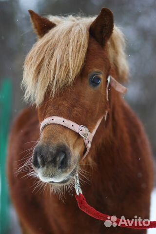 Две кобылы пони 4 х лет