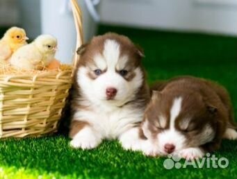 Мальчик Шоколадный Голубоглазый