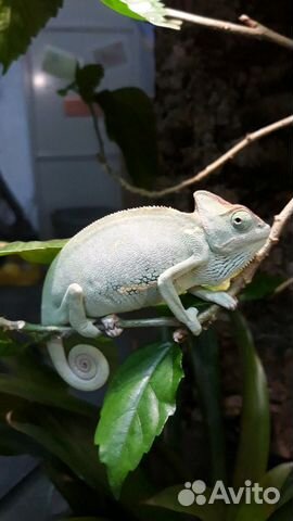 Хамелеон йеменский самочка
