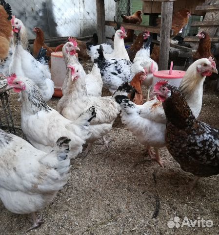 Куры несушки. Петух. 7 мес