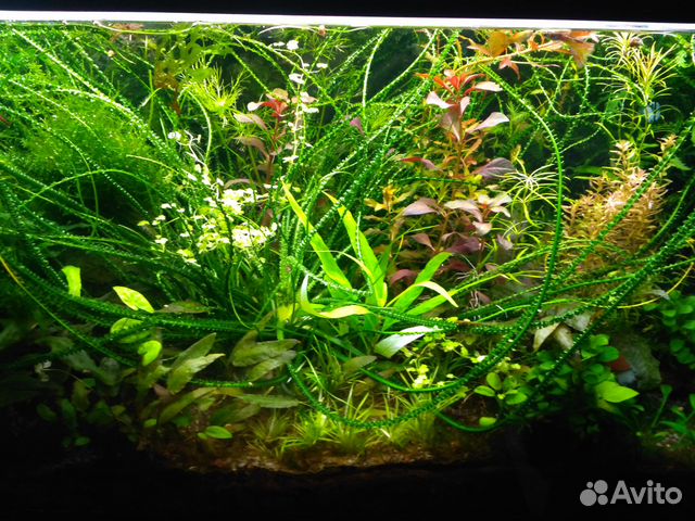 Кринум волнистый