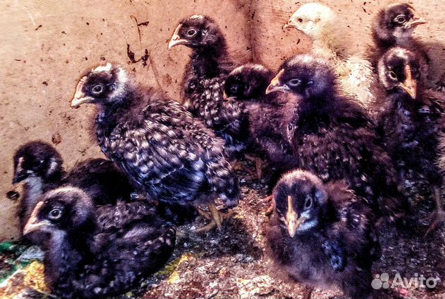 Яйцо, цыплята доминант