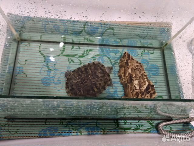 Черепаха + аквариум