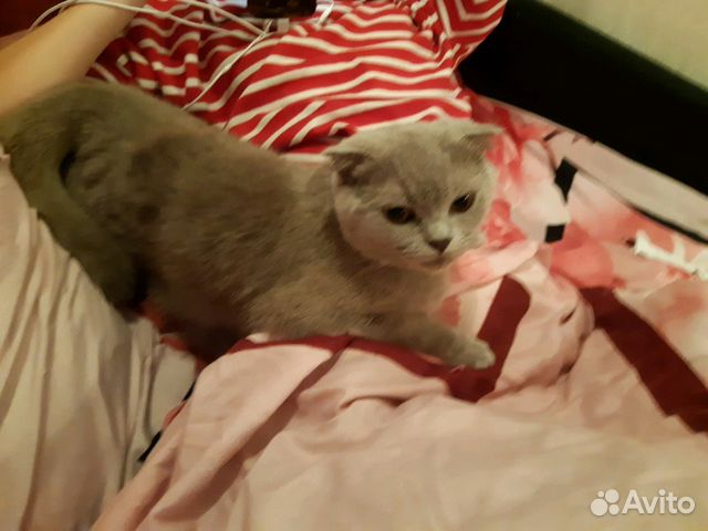 Шотландская