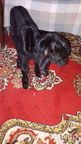 Козлик Нубийский