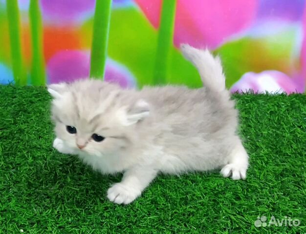 Длинношерстный голубое золото