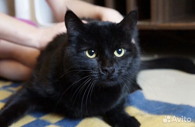 Кот Уголёк в добрые руки