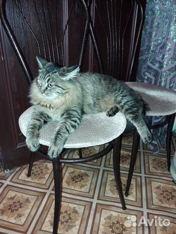 Кот сибирский, мейн- кун