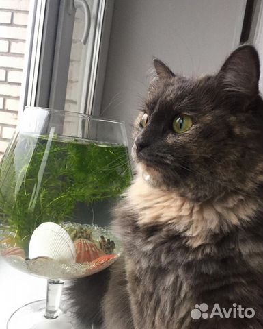 Аквариум, петушок и все необходимые расходники