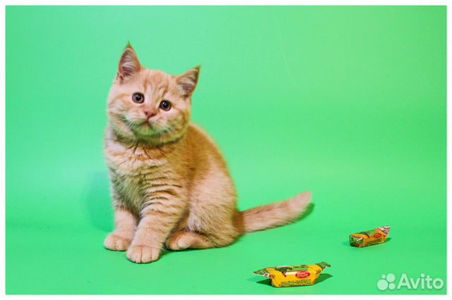 Кошечка (котенок ) красный окрас, шоу-брид класс