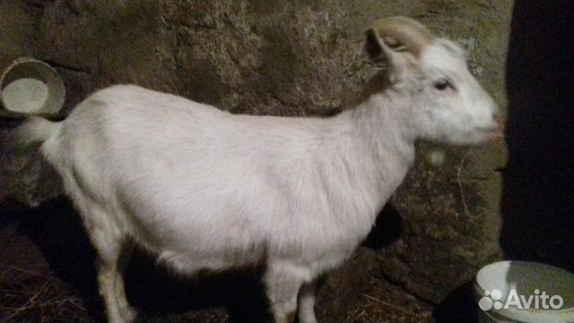 Коза