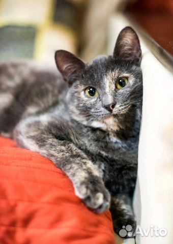 Кошка Ладушка 1,5 года Стерильная и привитая