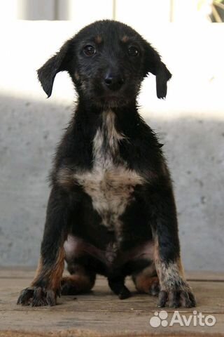 Метис курцхаара мальчик