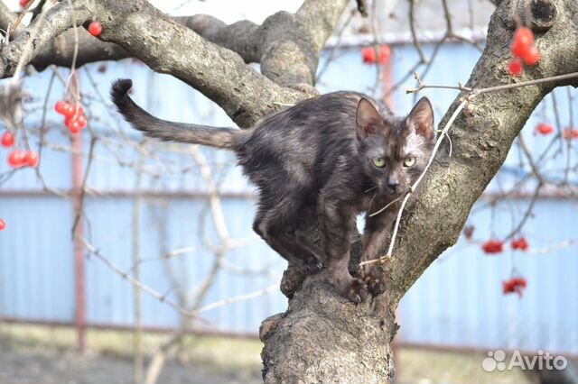 Котенок ищет дом