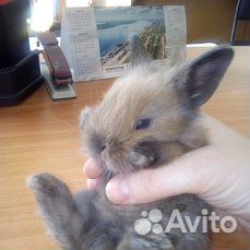Продам декоративного кролика- малышку