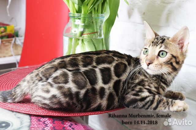 Бенгальская девочка с тестами и анализами