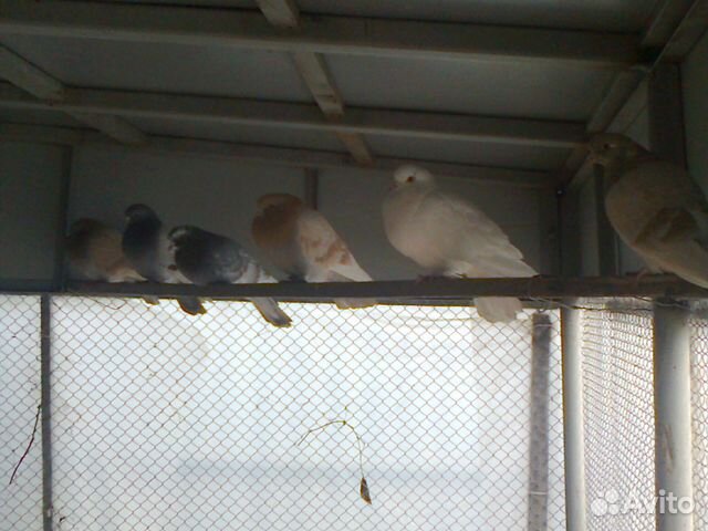 Голуби и фозаны