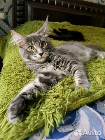 Мейн-кун котенок