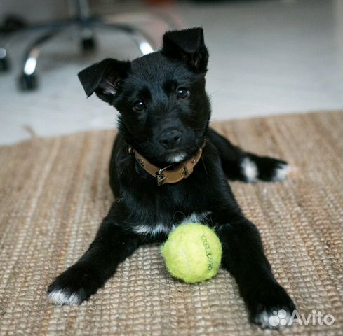 Щенок девочка 2.5-3 мес в добрые руки
