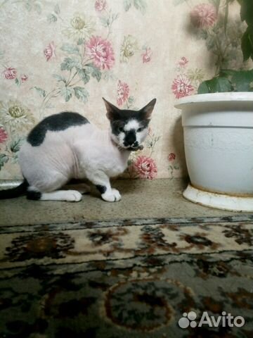 Смесь Донской сфинкс с Конадским