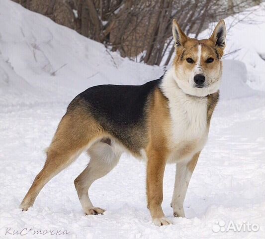 Матис-прирожденный оптимист ищет дом