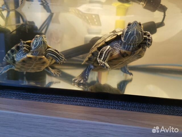 Отдадим в хорошие руки черепах