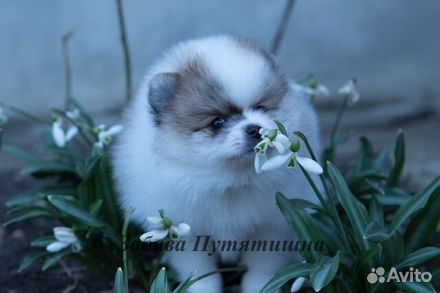Шпиц мальчик