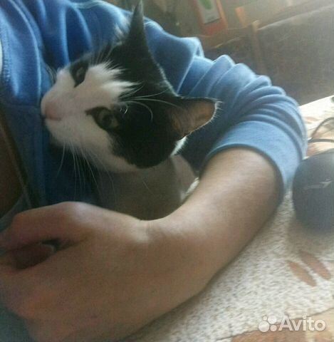 Котик Арчик