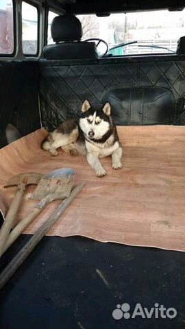 Сибирский хаски