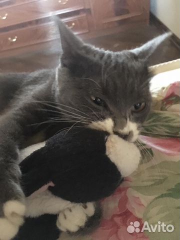 Отдадим кошечку в хорошие руки