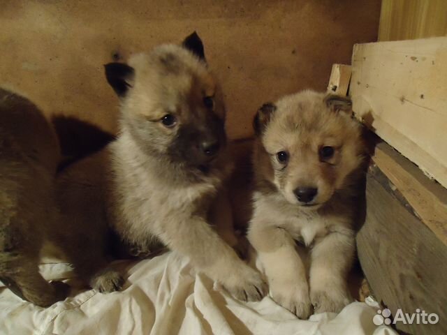 Продаю щенков зсл