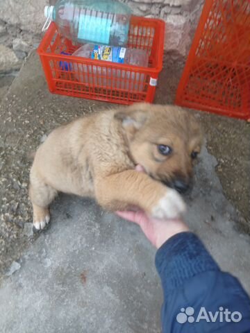 Отдам в хорошие руки