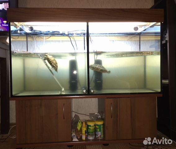 Красноухие черепахи с аквариумом на 200 литров