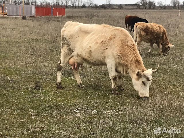 Коровы телята