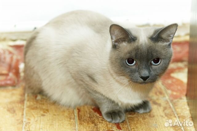 Сиамский котик, взрослый