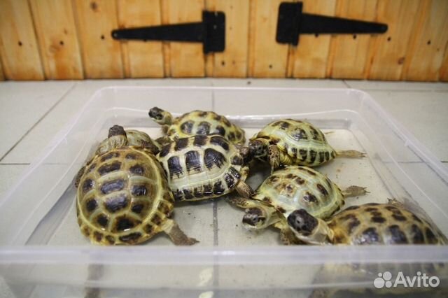 Сухопутные черепашки