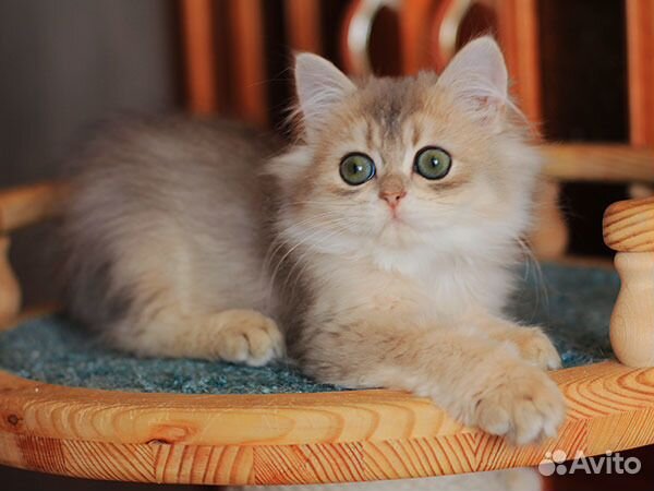 Хайлендер - голубая золотистая шиншилла