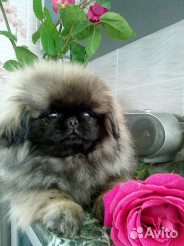 Пекинес красавчик